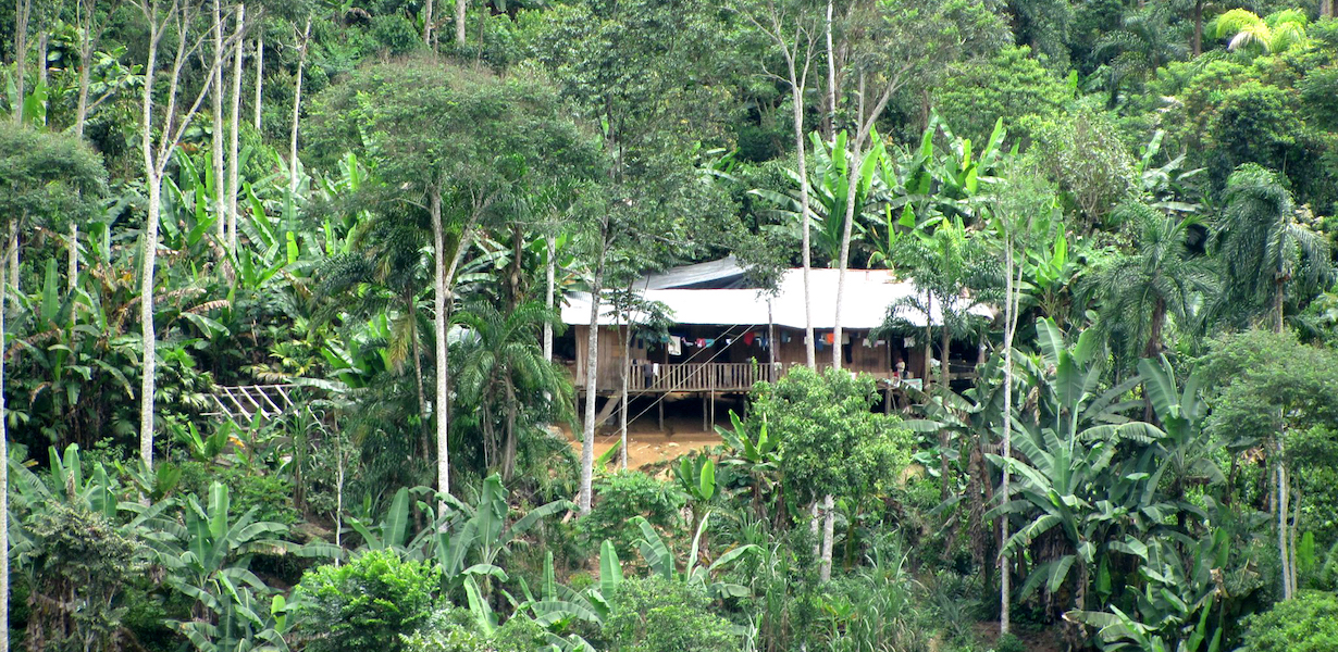 Life, death, and the litter layer | Penn Today