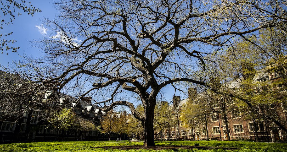 Goodbye to an iconic tree | Penn Today