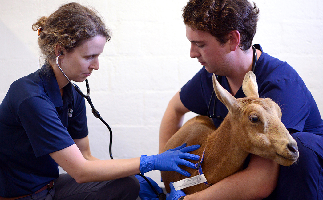 The draw of internal medicine at Penn Vet | Penn Today
