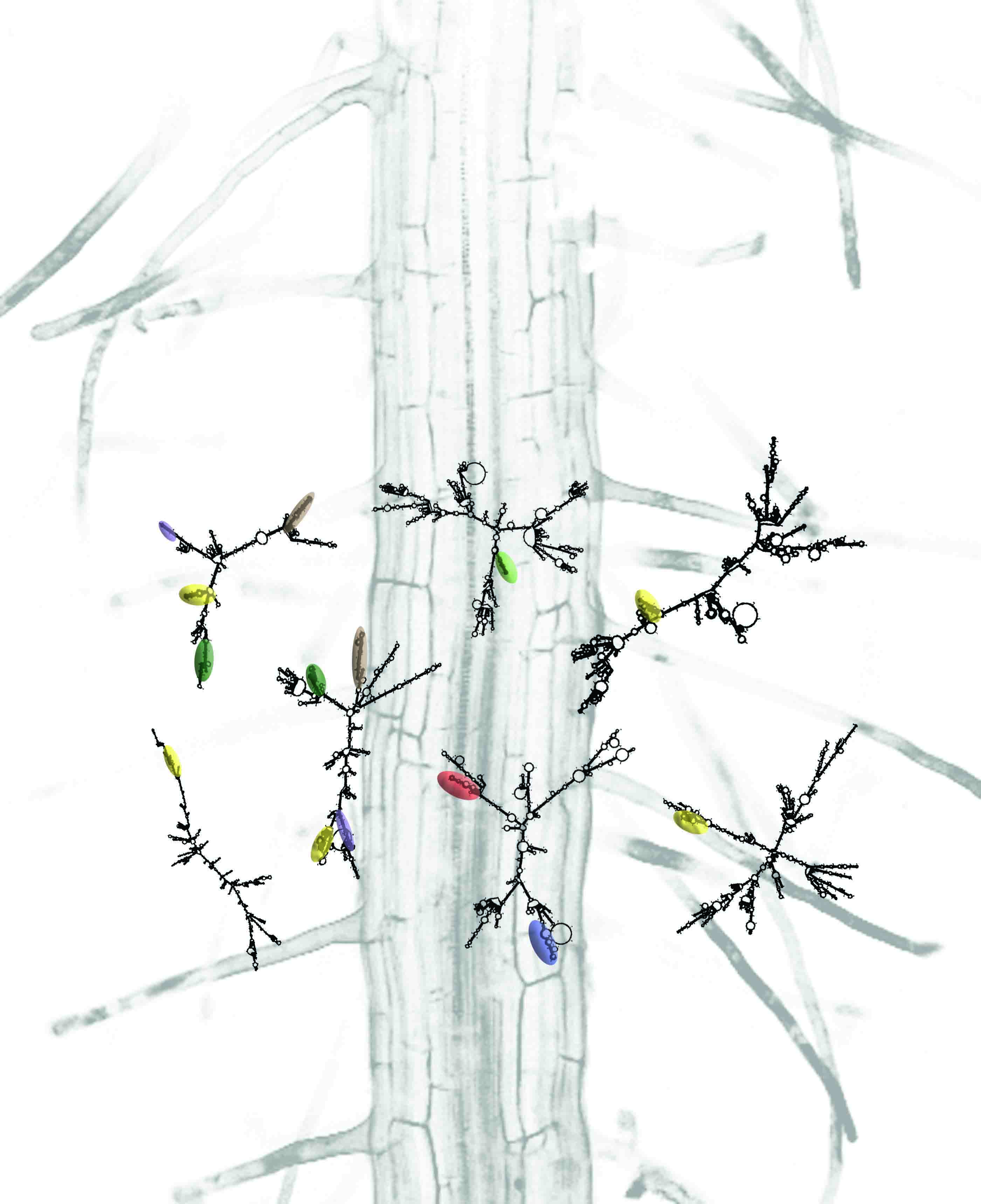 Penn Team Identifies Genetic Target for Growing Hardier Plants Under ...