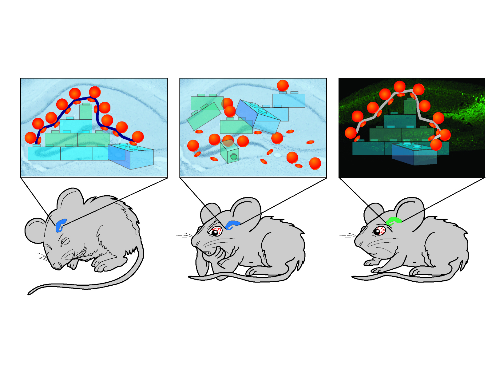 Penn Team Restores Memory Formation Following Sleep Deprivation in Mice ...
