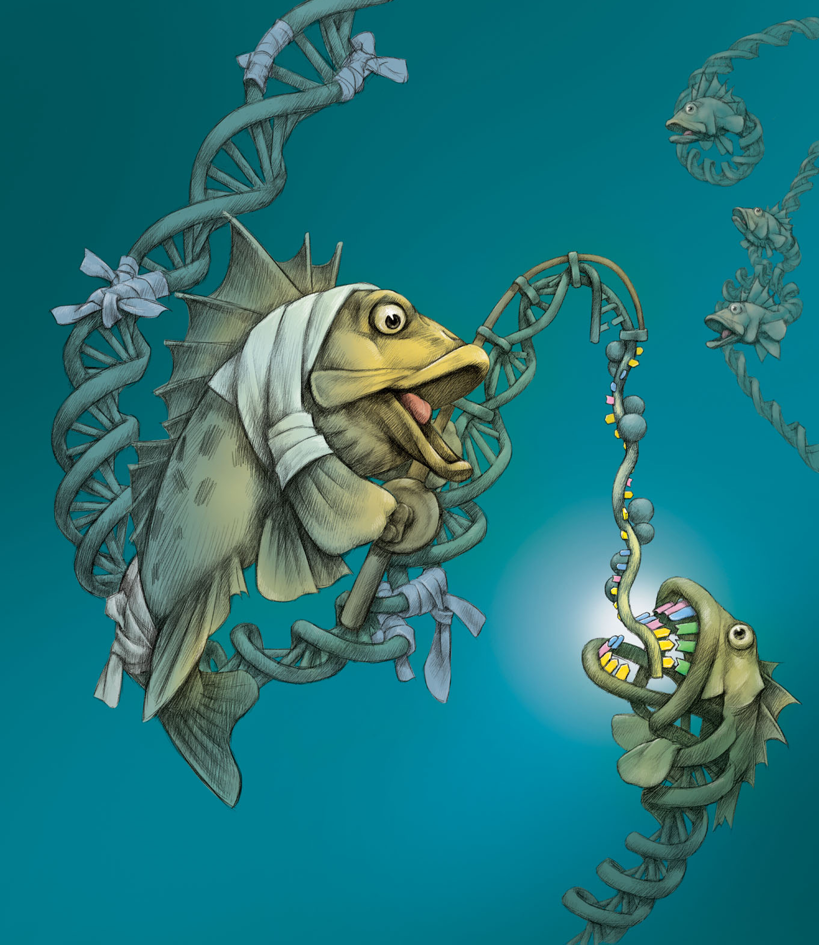 Penn Researchers Explain How Ends of Chromosomes Are Maintained for ...